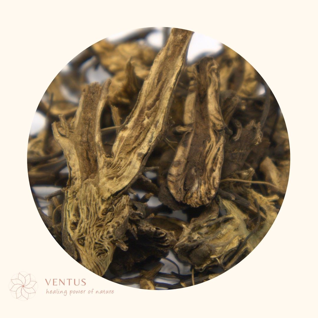 SHENG MA - 升麻 - Ventus Clinicals Raw Herb – VentusClinicals