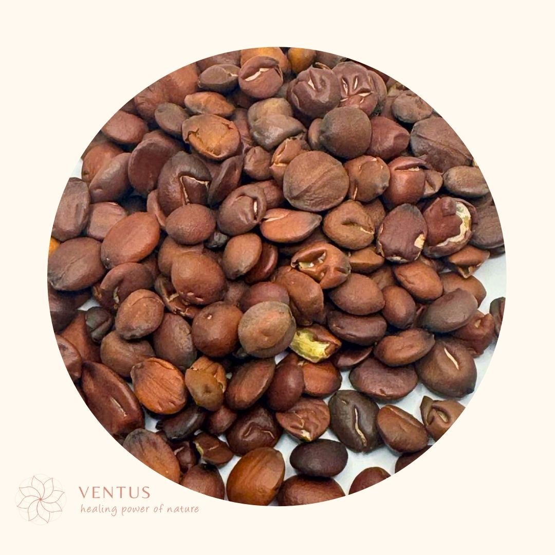 SUAN ZAO REN (CHAO) - 炒酸枣仁 - VentusClinicals Chinese Herbs