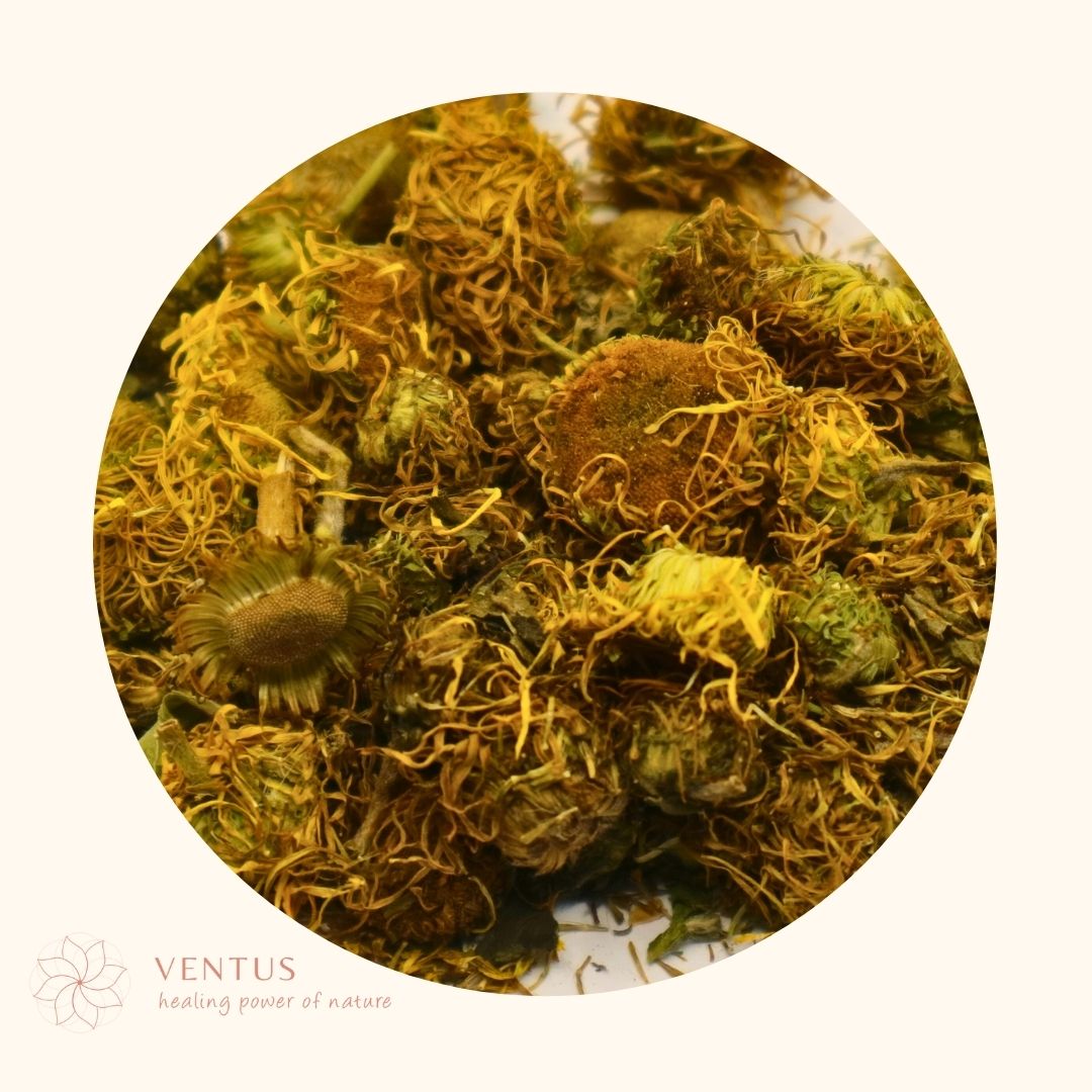 XUAN FU HUA - 旋复花 - VentusClinicals Chinese Herbs