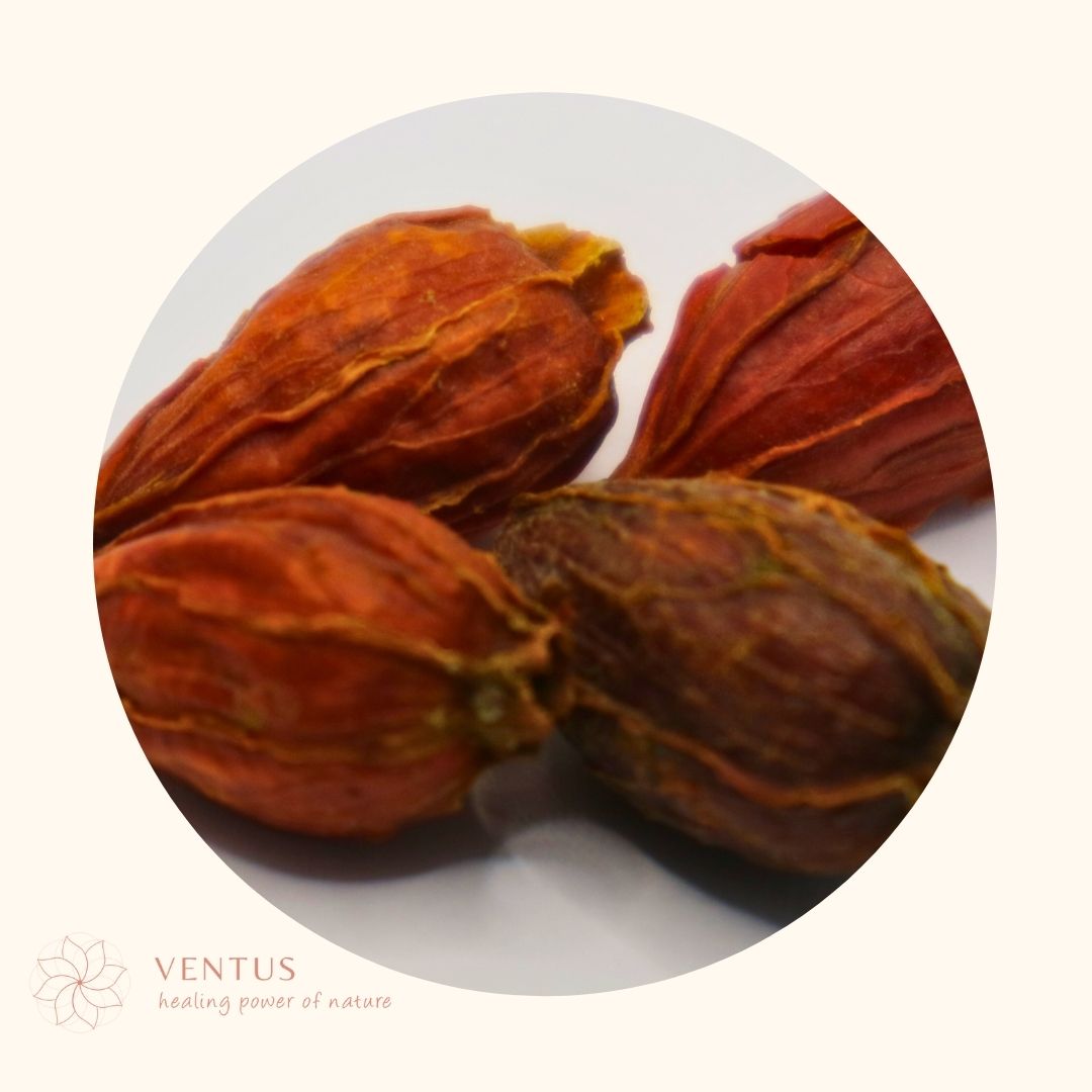 ZHI ZI (SHENG) - 生栀子 - VentusClinicals Chinese Herbs