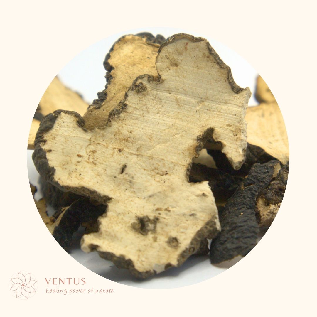ZHU LING - 猪苓 - VentusClinicals Chinese Herbs