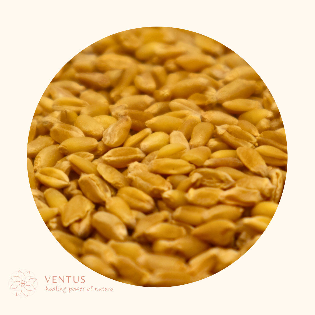 FU XIAO MAI - 浮小麦 – VentusClinicals