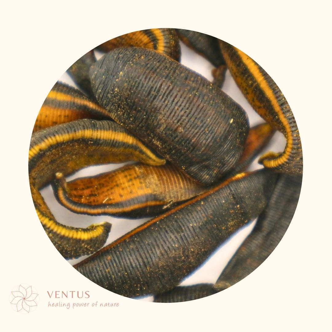 TANG SHUI ZI - 汤水子 - VentusClinicals Chinese Herbs